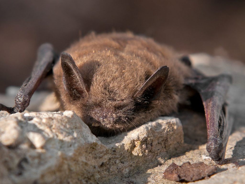 Interesting Facts About the Little Brown Bat | Bat Removal in ...