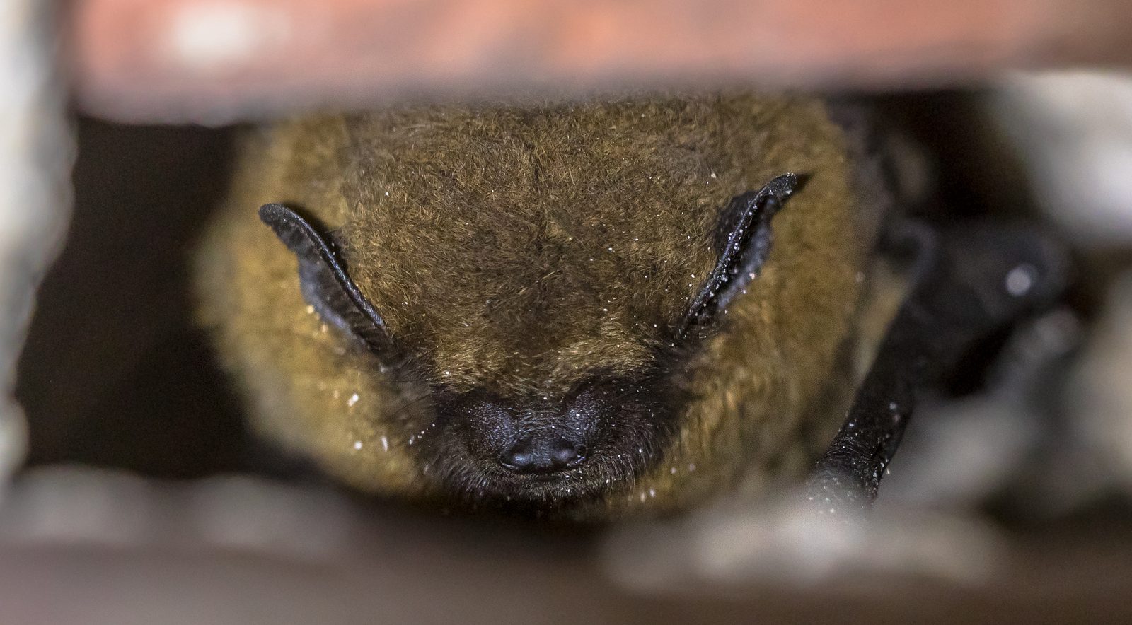 Kentucky Laws About Tampering With Wild Bats | Bat Removal in ...