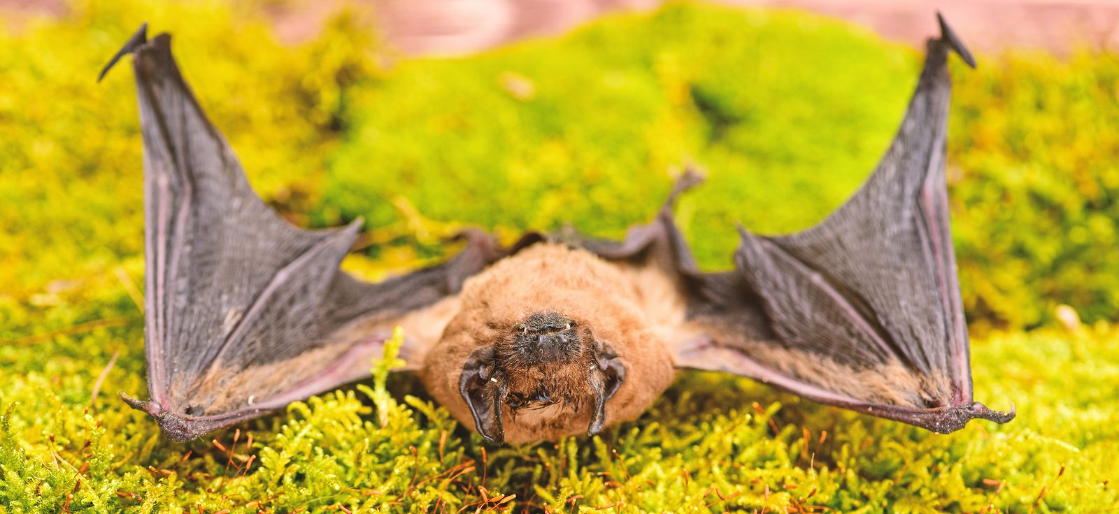 How to Relocate a Bat | Bat Removal in Louisville, Kentucky