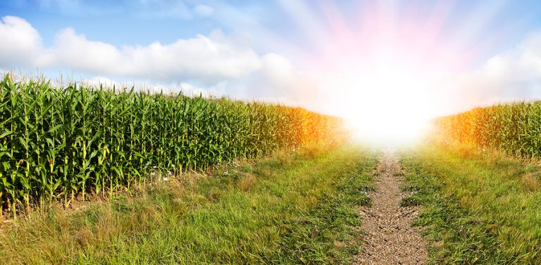 Common Crops That Benefit From Bats | Bat Removal in Louisville, Kentucky