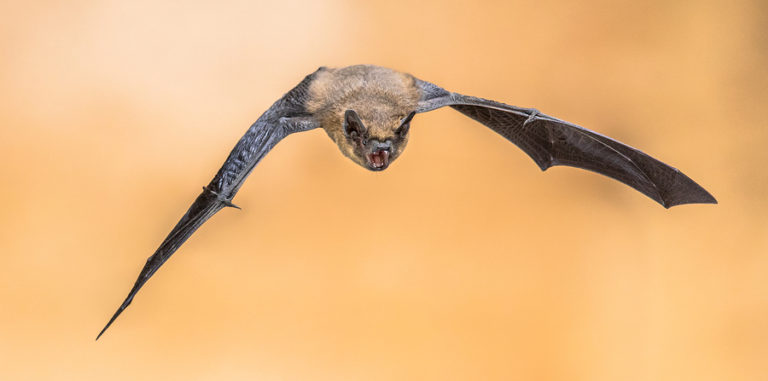 Do Bats Need Echolocation to Survive? | Bat Removal in Louisville, Kentucky